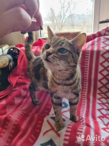 Кошечка молодая Катя, нуждается в доме и хозяине