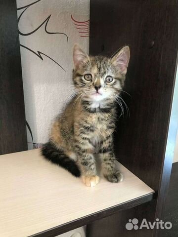 Котёнок (девочка, 2 месяца) в дар