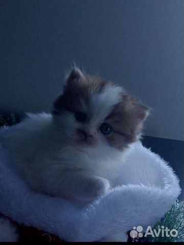 Отдам очень красивую кошечку в добрые руки