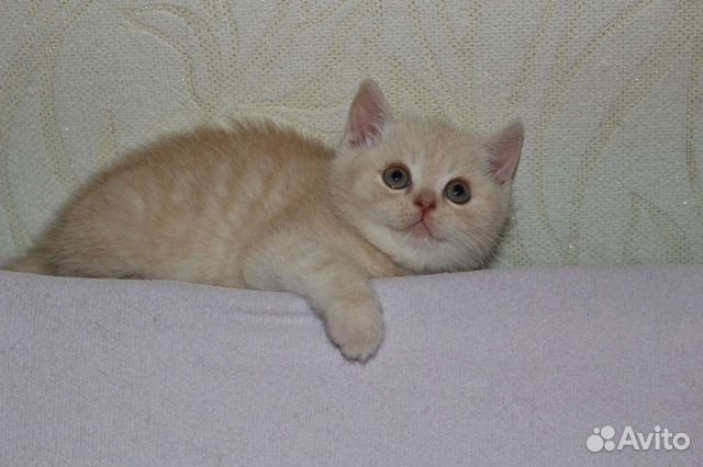 Британский котик