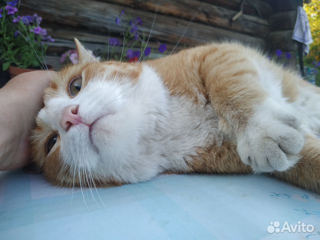 Кот Рыжуля ищет дом