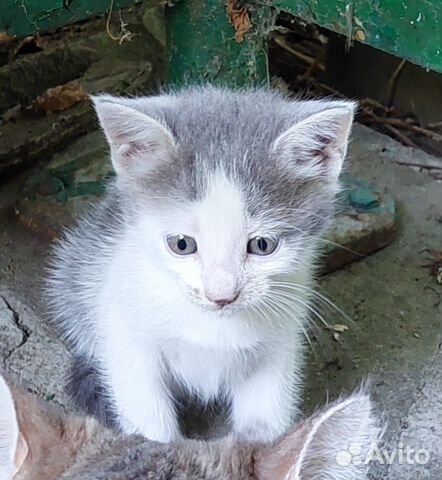 Котятки ищут дом и заботливых хозяев)коты и кошки