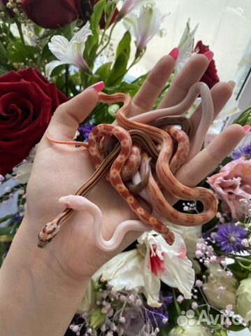 Маисовый полоз самки