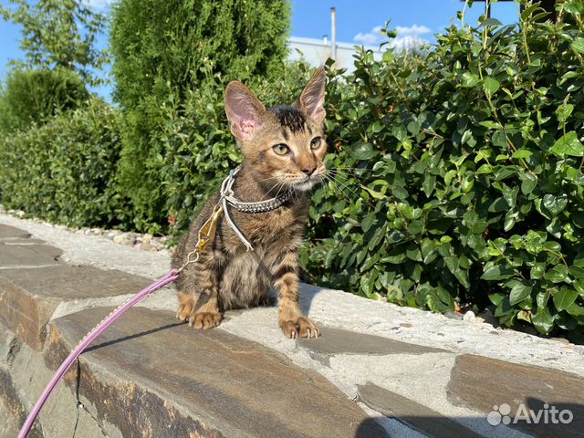 Чаузи котик Жора