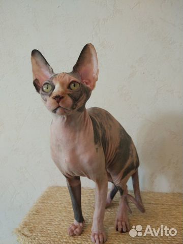 Кошечка канадский сфинкс