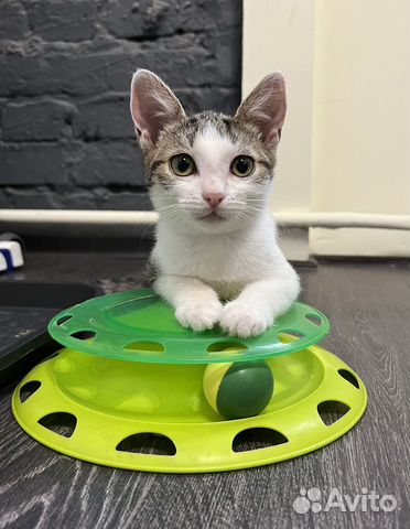 Котята в добрые руки бесплатно