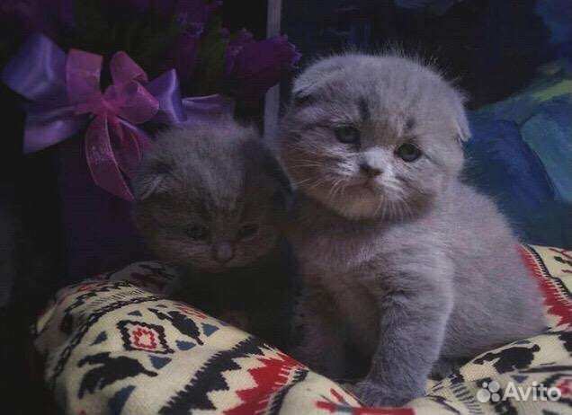 Шотландские вислоухие котята