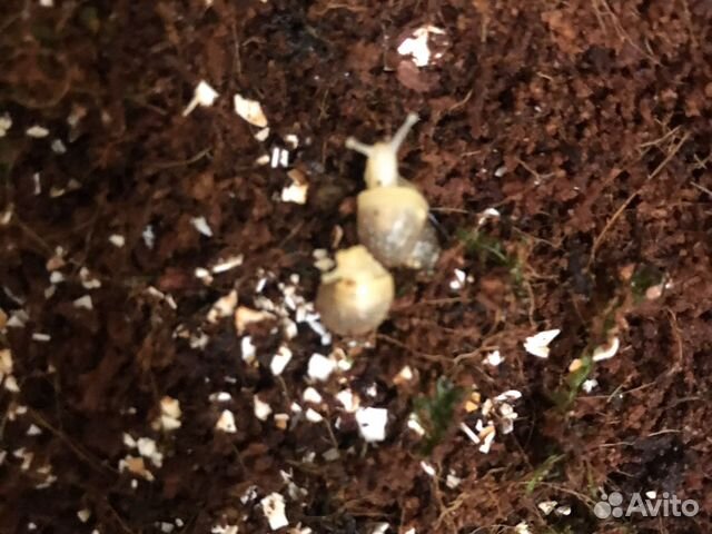 Улитки аххатина фулико не альбино