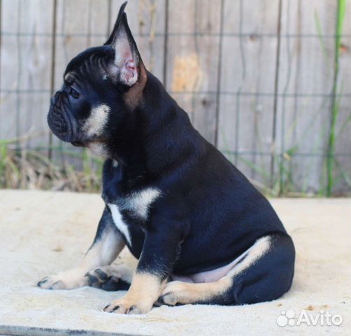 Французский бульдог щенок