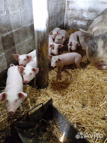 Поросята