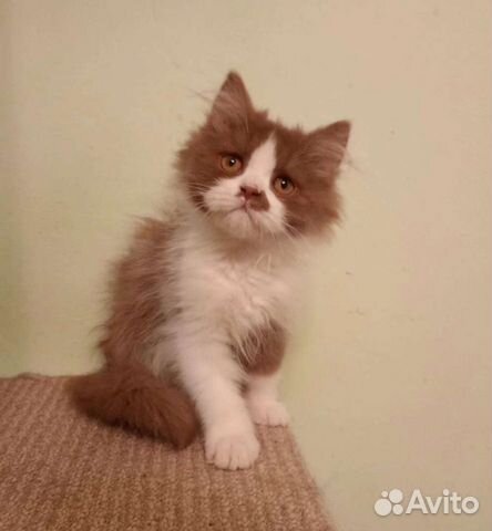 Циннамон биколор мальчик дш с документами