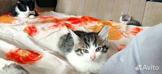 Котята дворовые