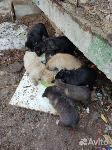 Щенки подкидыши