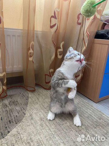 Шотландский вислоухий кот 4 мес