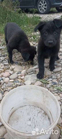 Отдам даром в хорошие руки