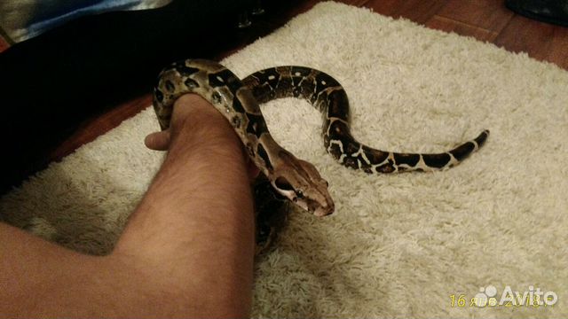 Императорский удав (Boa Constrictor Imperator)
