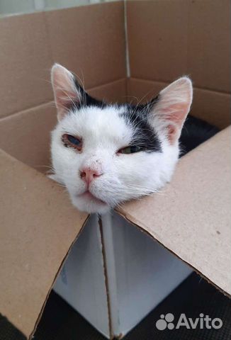 Кот котенок