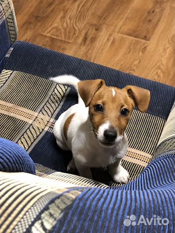 Щенок породы Джек Рассел