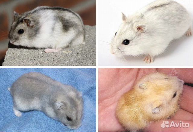 Джунгарские хомячки+книга о хомячках