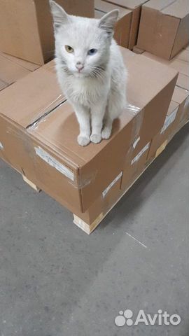 Турецкая ангора