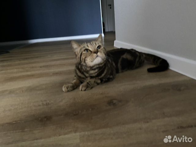 Вязка с шотландским вислоухим котом