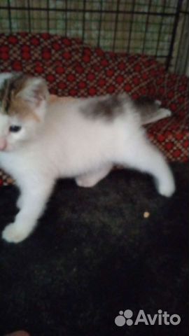 Турецкая ангора