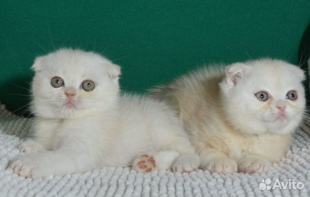 Шотландские вислоухие коты