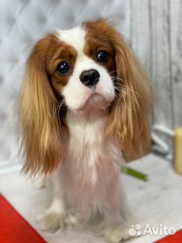 Кавалер кинг чарльз спаниель вязка
