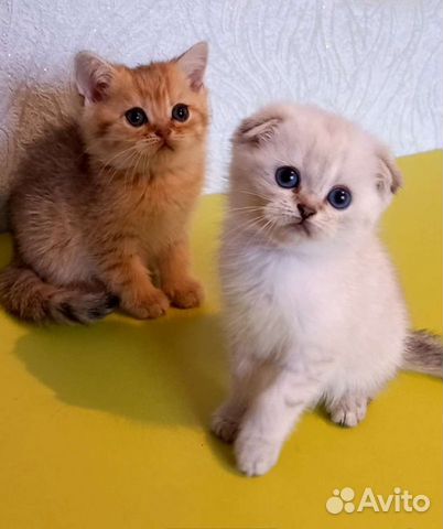 Котики драгоценного окраса