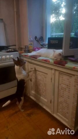 Собаки бесплатно в добрые руки щенки