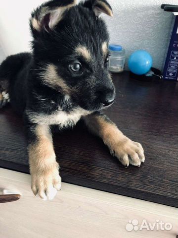 Продам щенка немца
