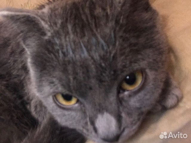 Британский кот