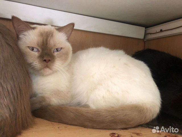 Кошка в дар