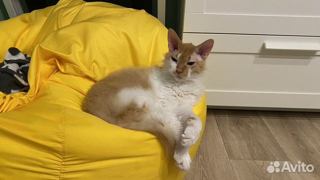 Кот брашевый сфинкс отдам