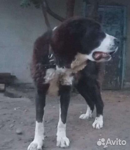 Девочка 1год азиатская овчарка (алабай)