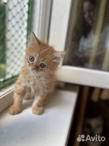 Персиковая Зефирка в добрые руки