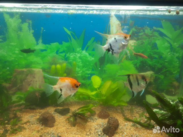 Пара Сколярий Кои, и цихлида