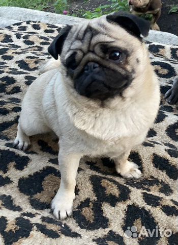 Мопся бежевая Девочка