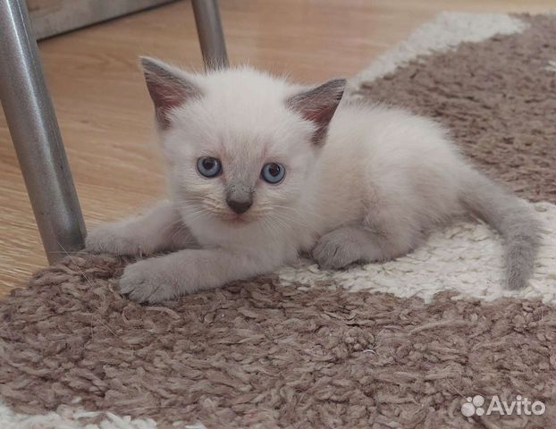 Невская маскарадная, котята