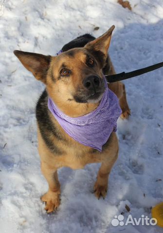 Приютская собачка ищет дом