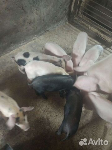 Поросята дюрок с белым