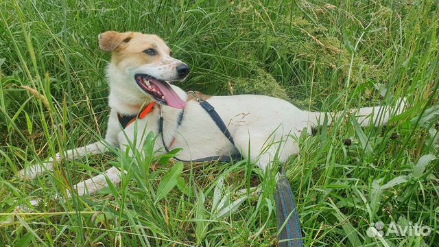 Собака из приюта (щенок). Можно в квартиру