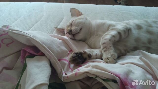 Снежный бенгал