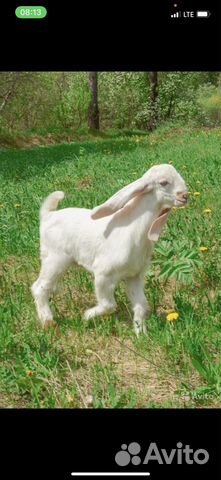 Продам козликов гулаби/ нуби/ камори