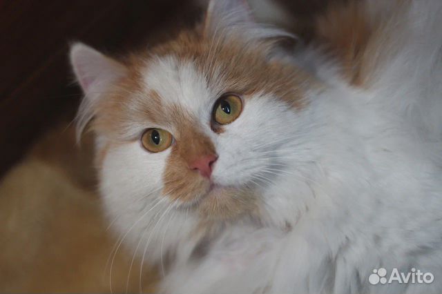 Рыжий котик грустит без хозяина