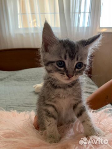 Кошка 1.5 месяца приучена к лотку