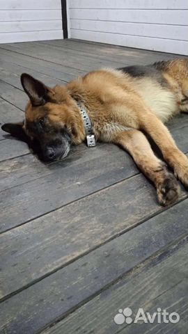 Немецкая овчарка