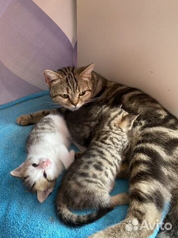 Британские котята