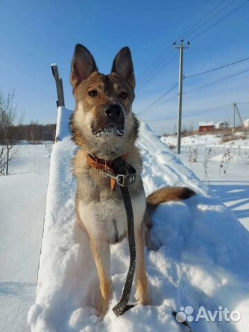 Маруся ищет дом