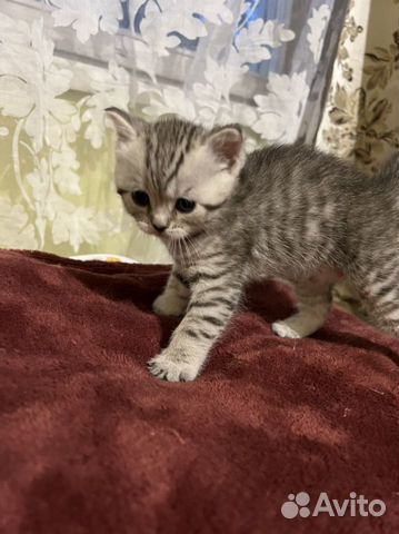 Шотландские котята